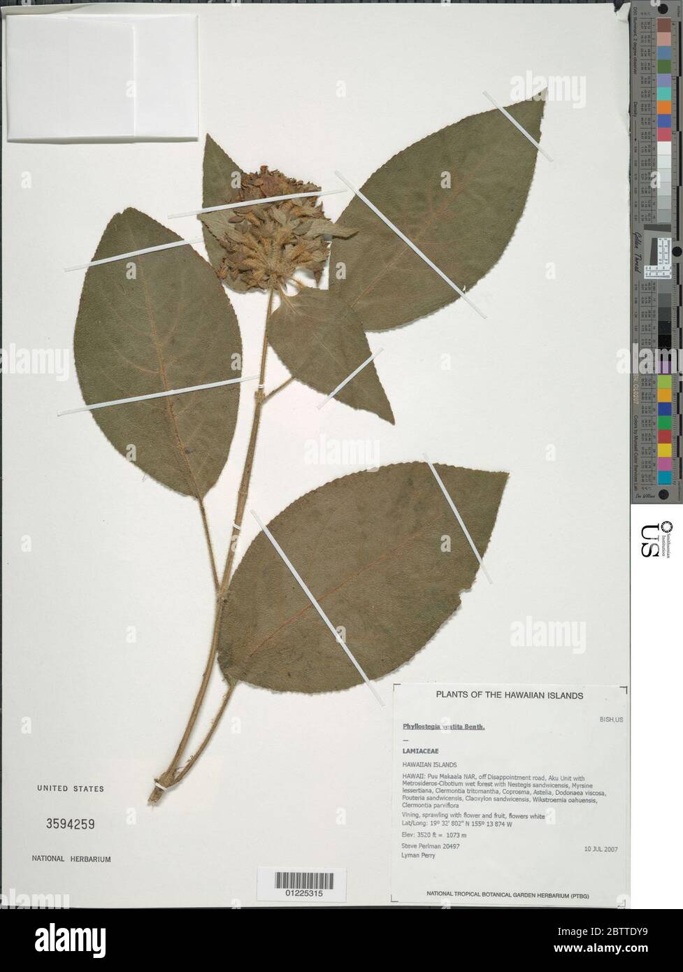 Phyllostegia hi-res stock photography and images - Alamy