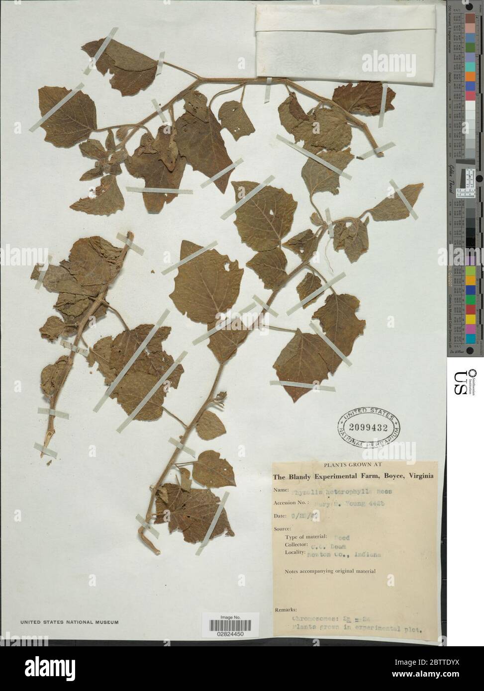 Physalis heterophylla hi-res stock photography and images - Alamy