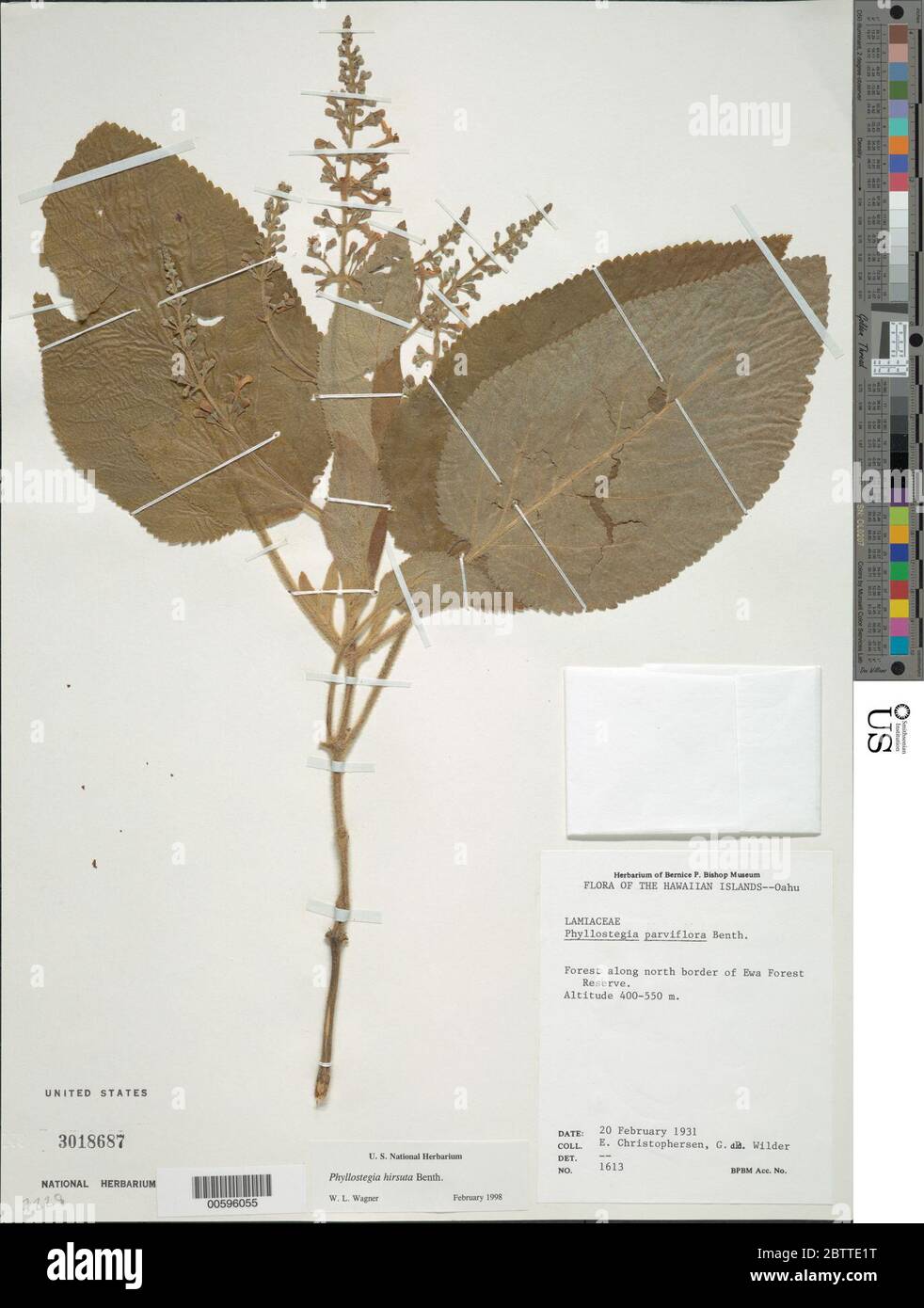 Phyllostegia hi-res stock photography and images - Alamy