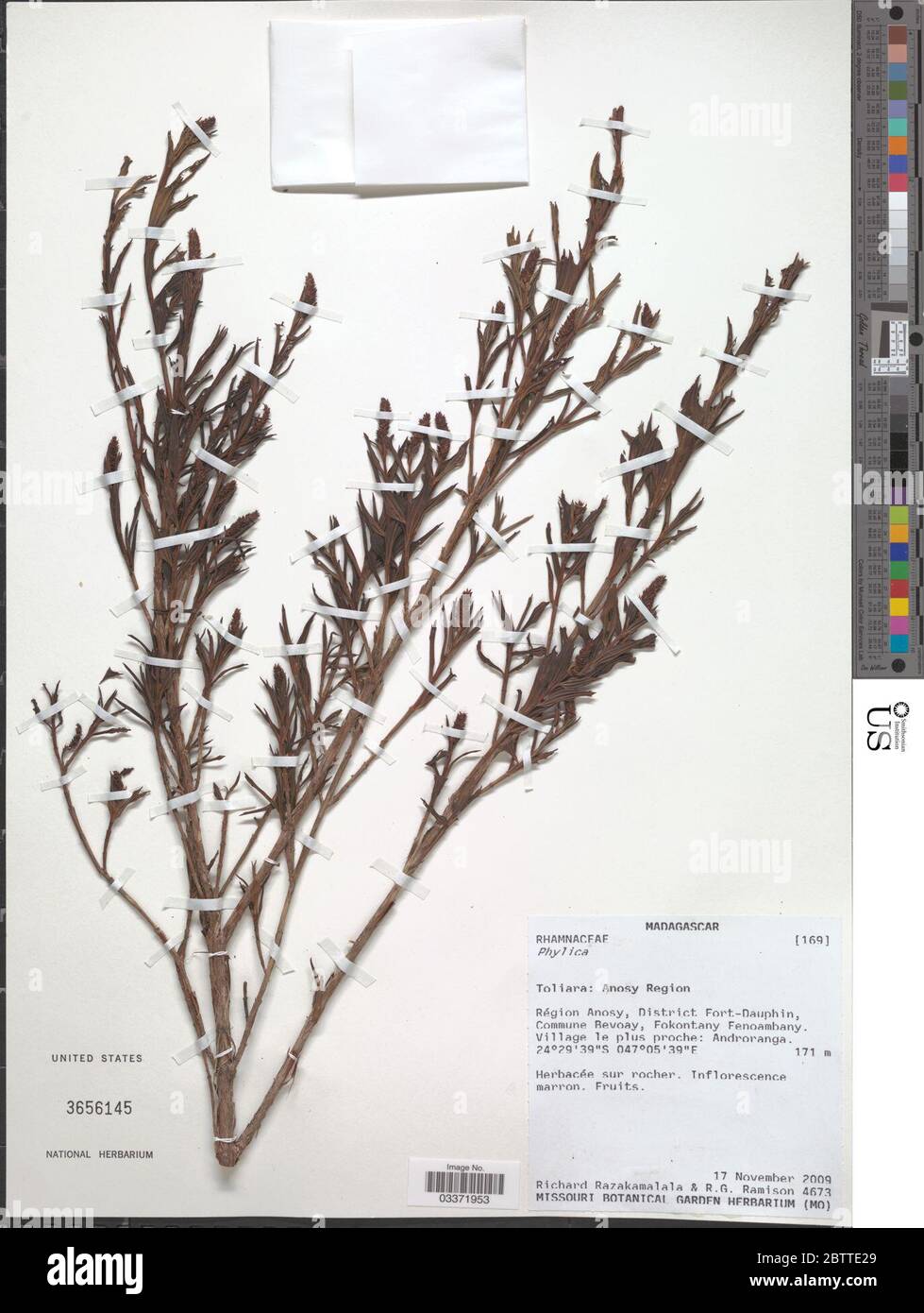 Phylica hi-res stock photography and images - Alamy