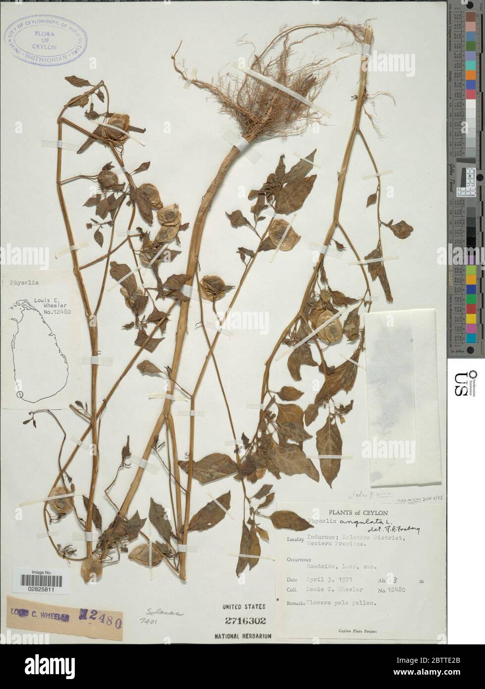 Physalis minima hi-res stock photography and images - Alamy