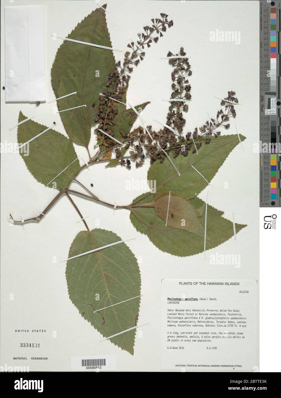 Phyllostegia hi-res stock photography and images - Alamy