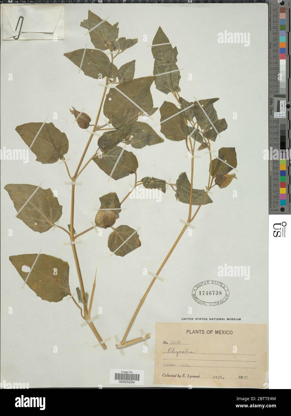 Physalis sp hi-res stock photography and images - Alamy