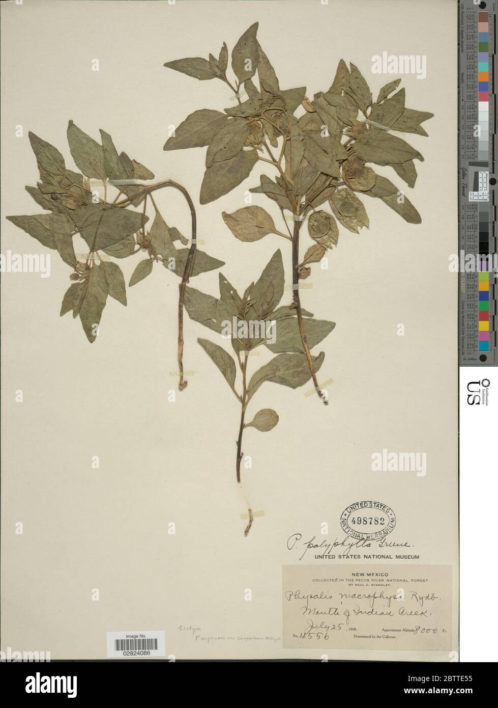 Polyphylla hi-res stock photography and images - Alamy