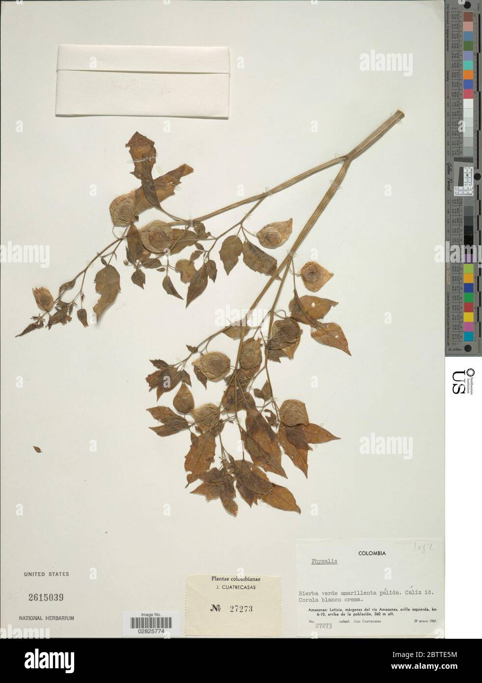 Physalis Sp High Resolution Stock Photography and Images - Alamy