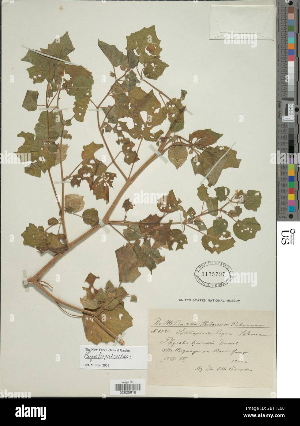 Physalis pubescens hi-res stock photography and images - Alamy