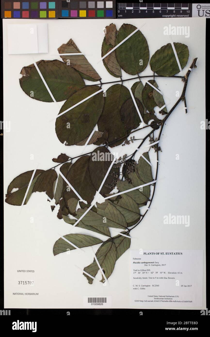 Piscidia hi-res stock photography and images - Alamy