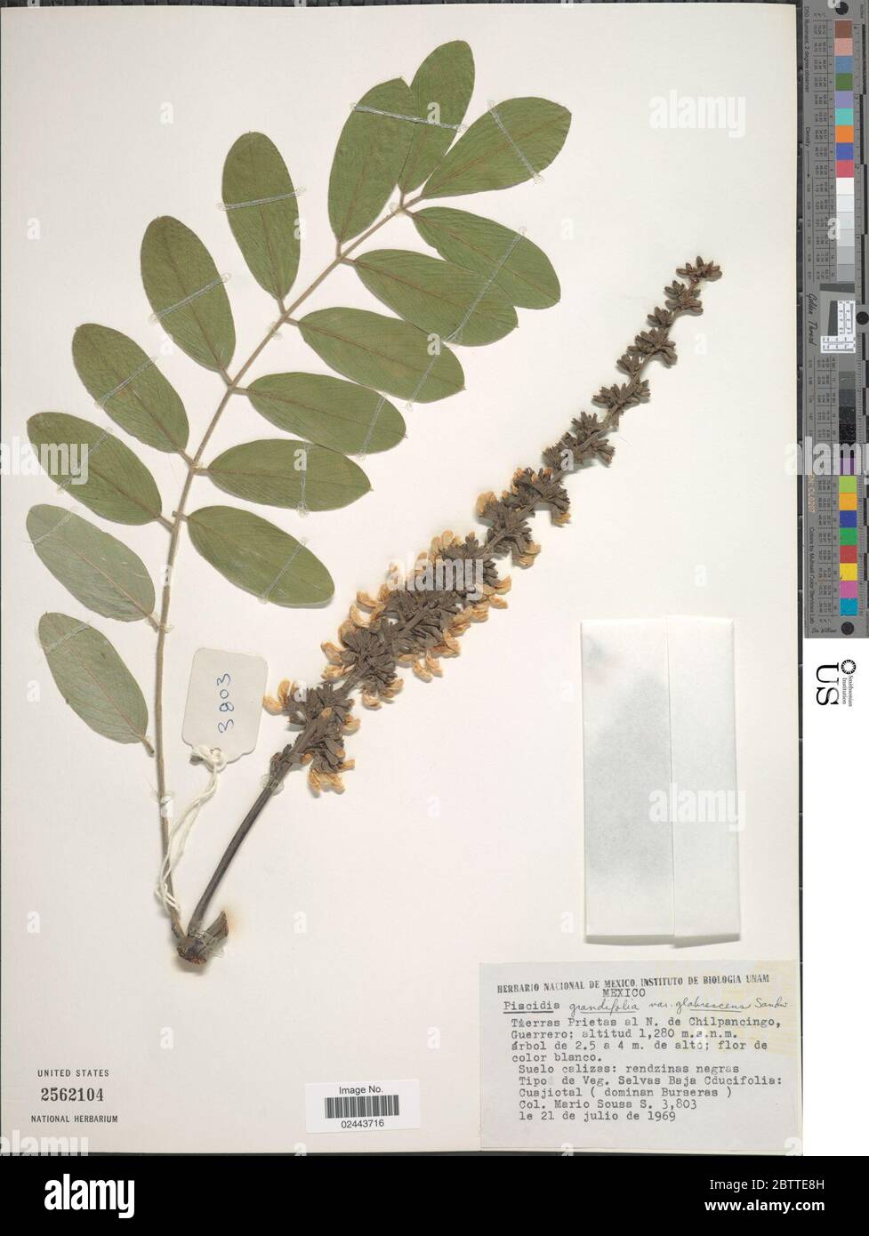 Piscidia hi-res stock photography and images - Alamy