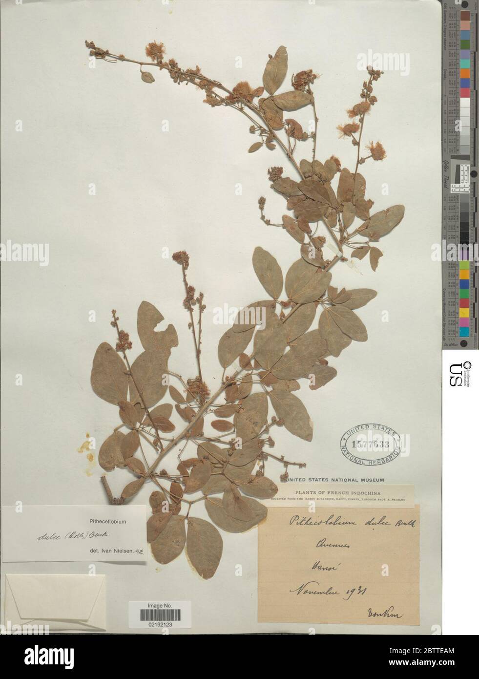 Pithecellobium dulce hi-res stock photography and images - Alamy