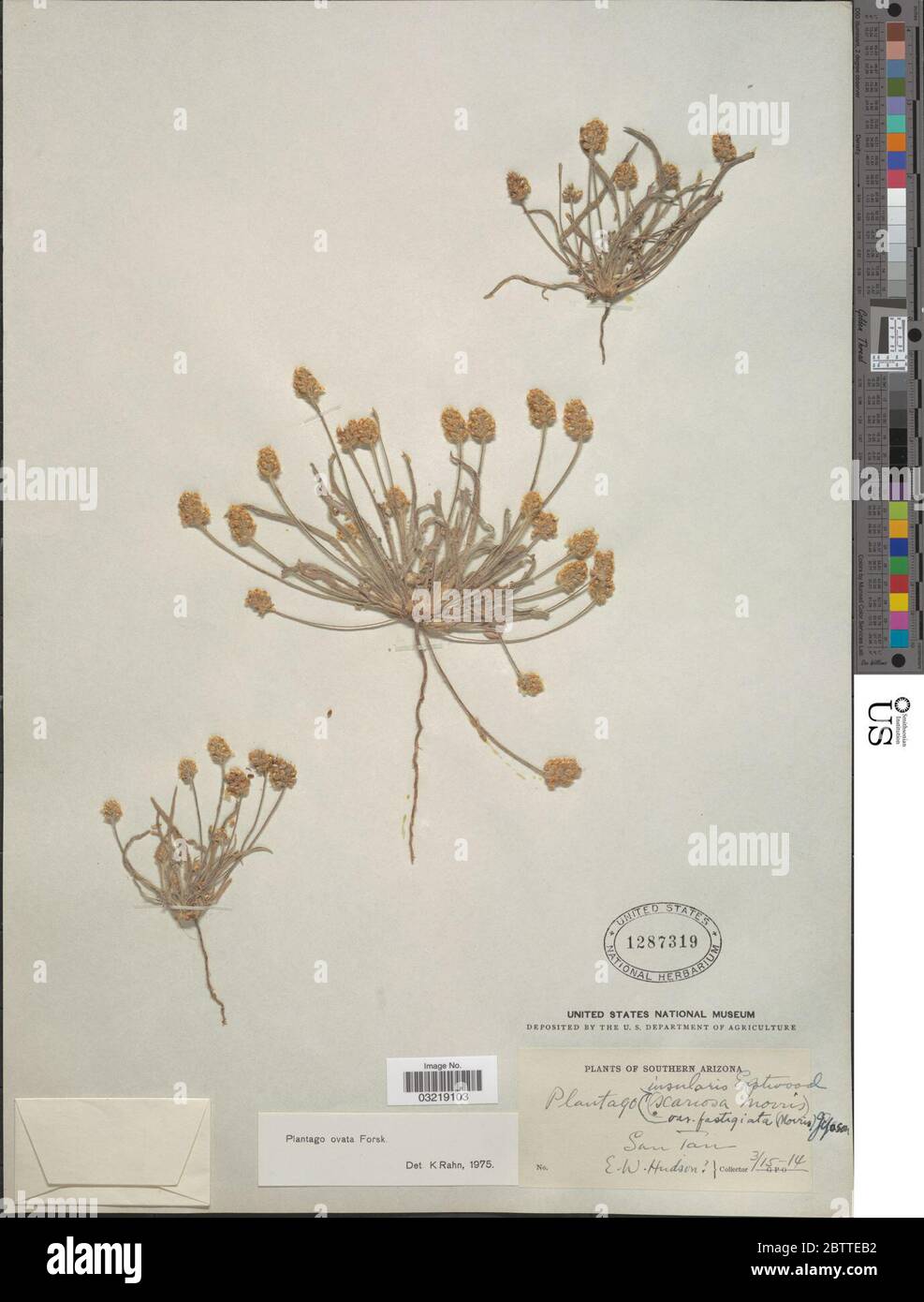 Plantago ovata Forssk Stock Photo - Alamy