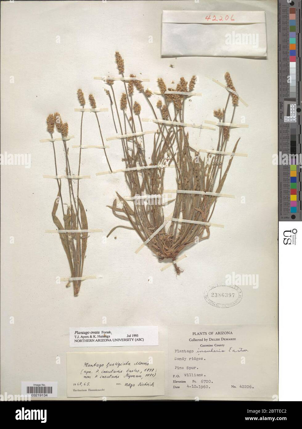 Plantago ovata Forssk Stock Photo - Alamy