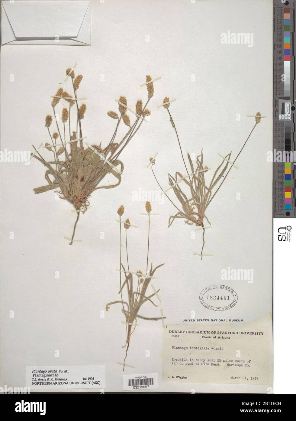 Plantago ovata Forssk Stock Photo - Alamy