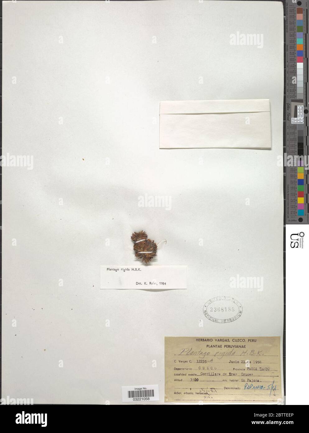 Plantago rigida HBK Stock Photo - Alamy