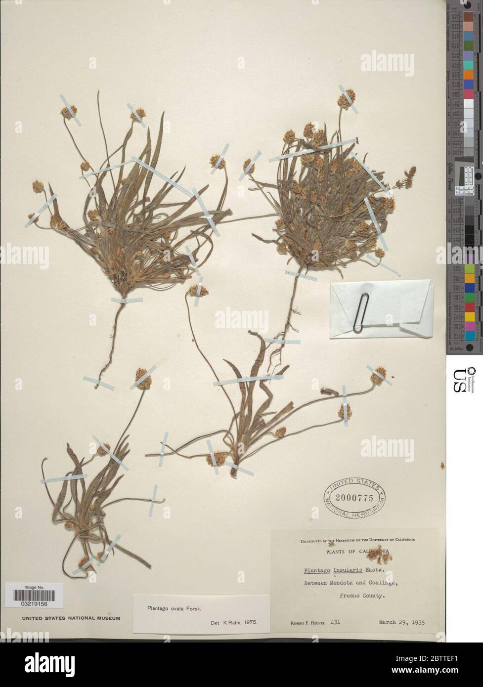 Plantago ovata Forssk Stock Photo - Alamy