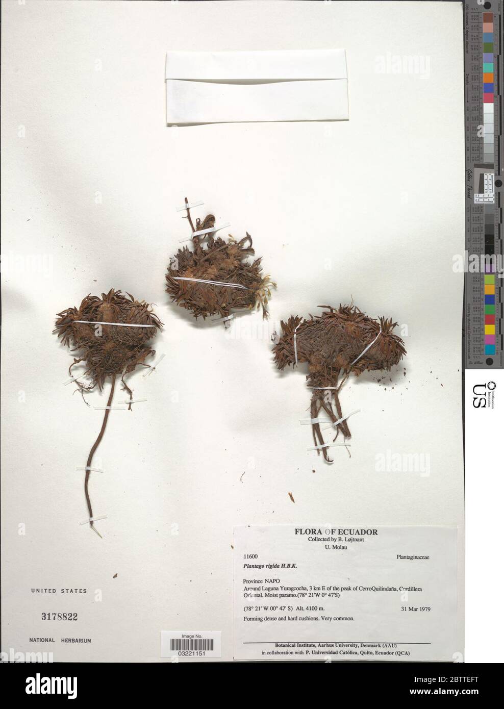 Plantago rigida HBK Stock Photo - Alamy