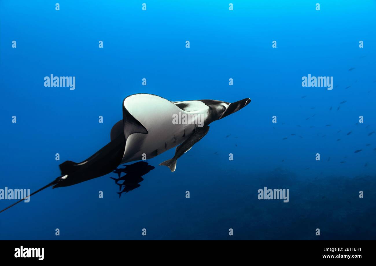 Giant manta ray (Mobula birostris) in the open Pacific Ocean, color ...