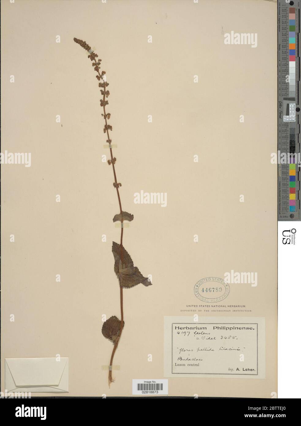 Plectranthus plectranthus sp hi-res stock photography and images - Alamy