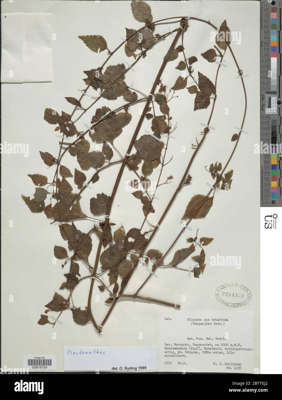 Plectranthus sp hi-res stock photography and images - Alamy