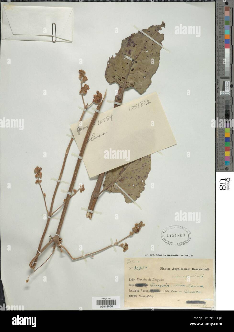 Plectranthus sp hi-res stock photography and images - Alamy