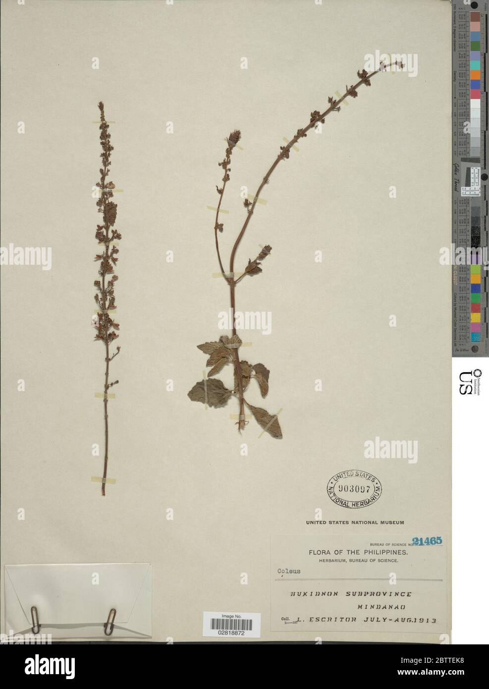 Plectranthus sp hi-res stock photography and images - Alamy