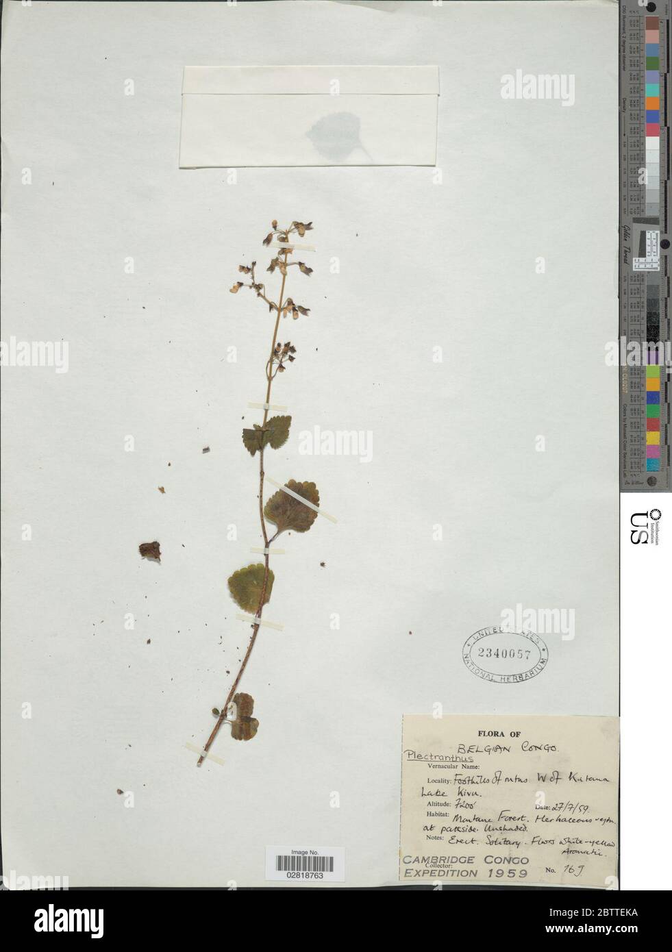 Plectranthus sp hi-res stock photography and images - Alamy