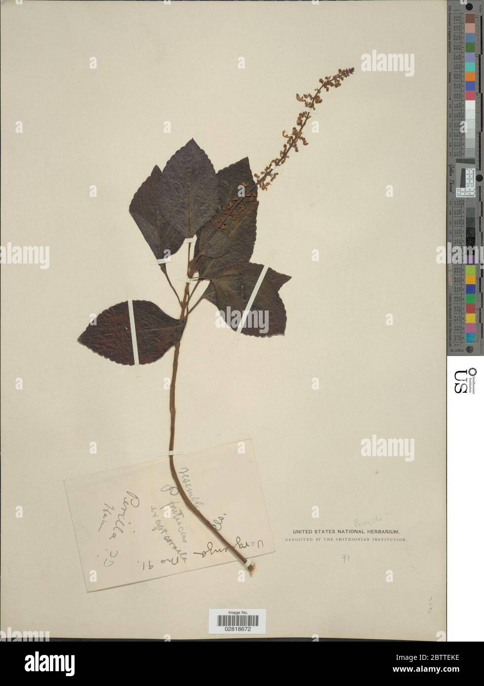 Plectranthus plectranthus sp hi-res stock photography and images - Alamy