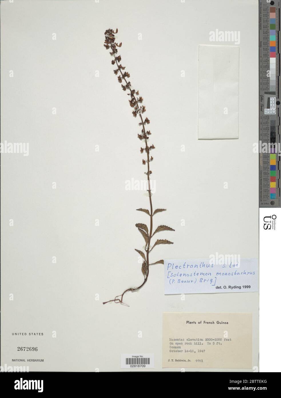 Plectranthus sp hi-res stock photography and images - Alamy