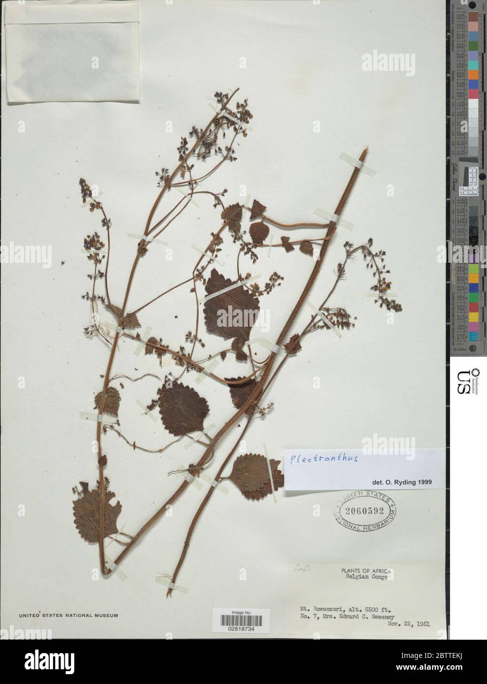 Plectranthus sp hi-res stock photography and images - Alamy