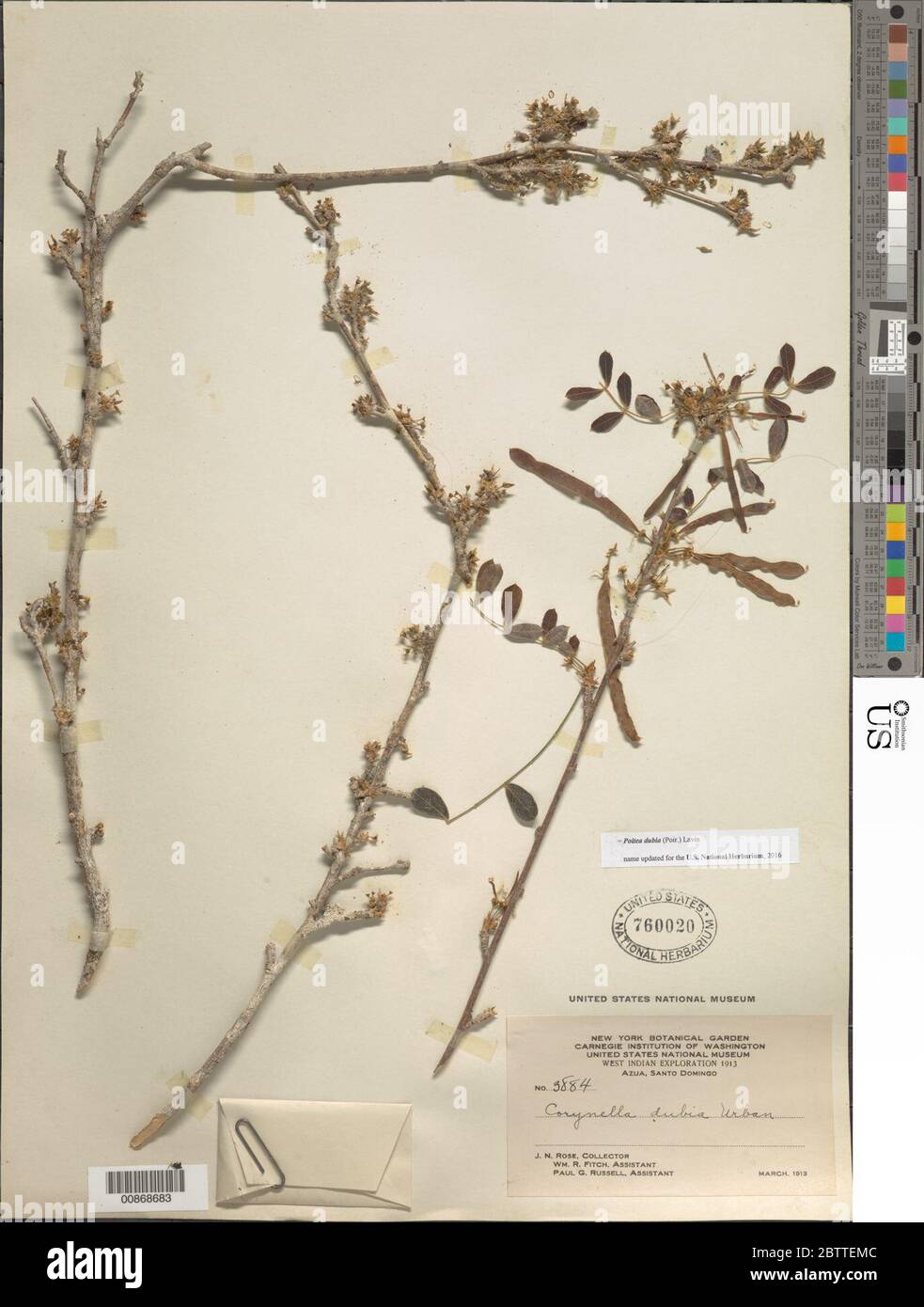 Poitea hi-res stock photography and images - Alamy