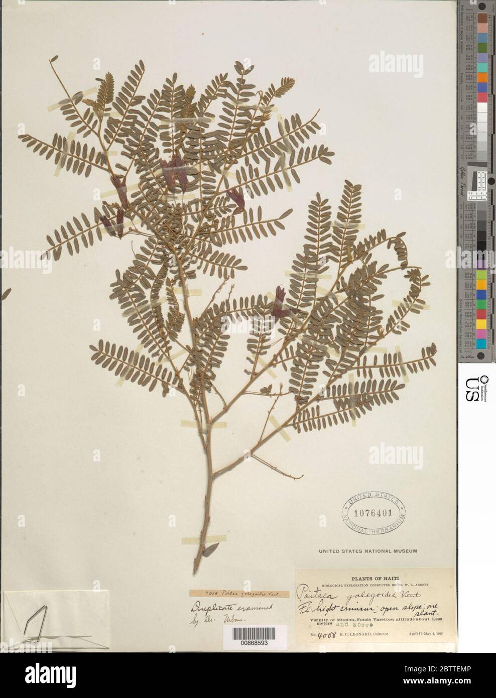 Poitea hi-res stock photography and images - Alamy