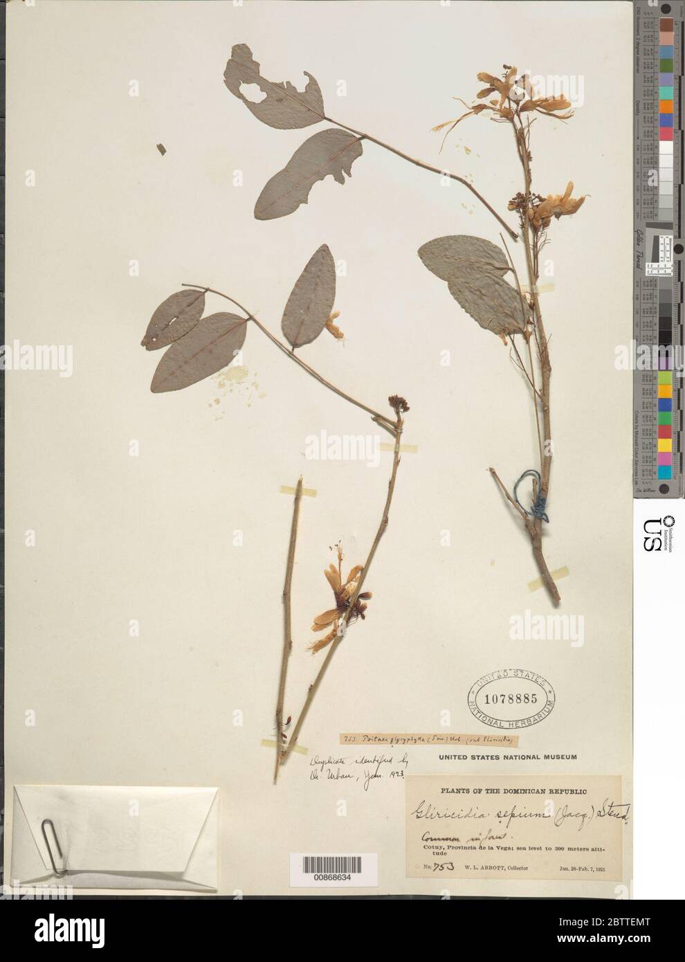 Poitea hi-res stock photography and images - Alamy