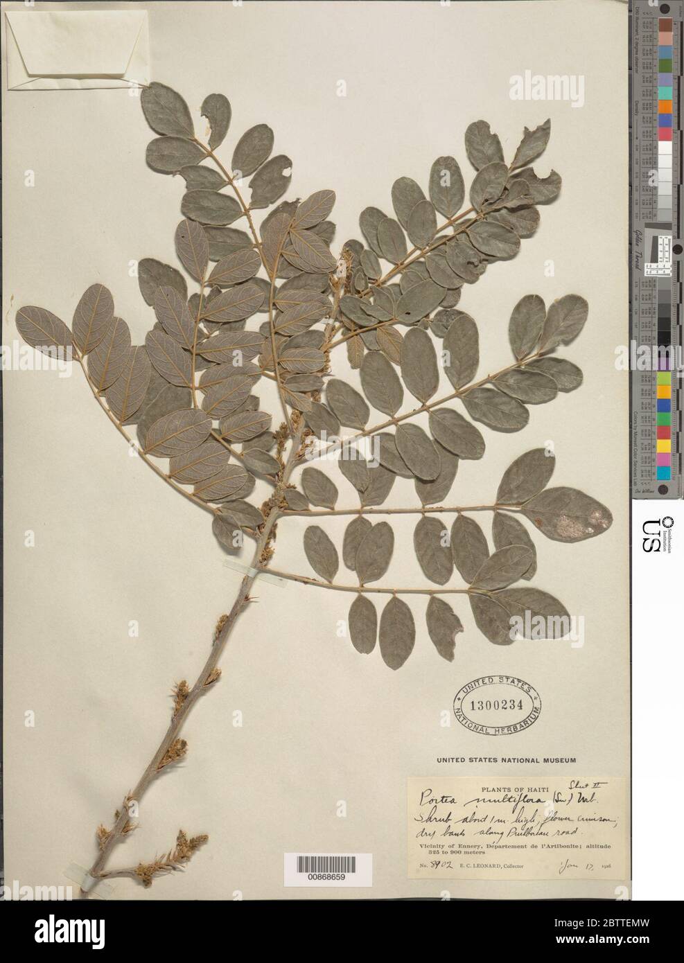 Poitea hi-res stock photography and images - Alamy