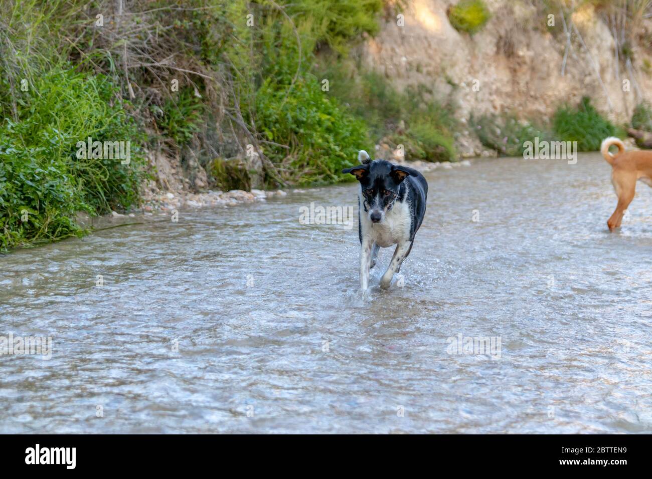 dogs running free and posing in a river Stock Photo - Alamy