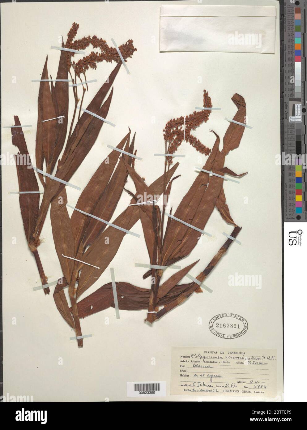 Polygonum acuminatum Kunth Stock Photo - Alamy