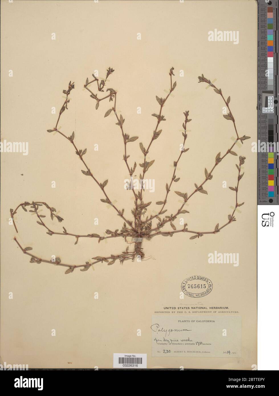 Polygonum sp hi-res stock photography and images - Alamy