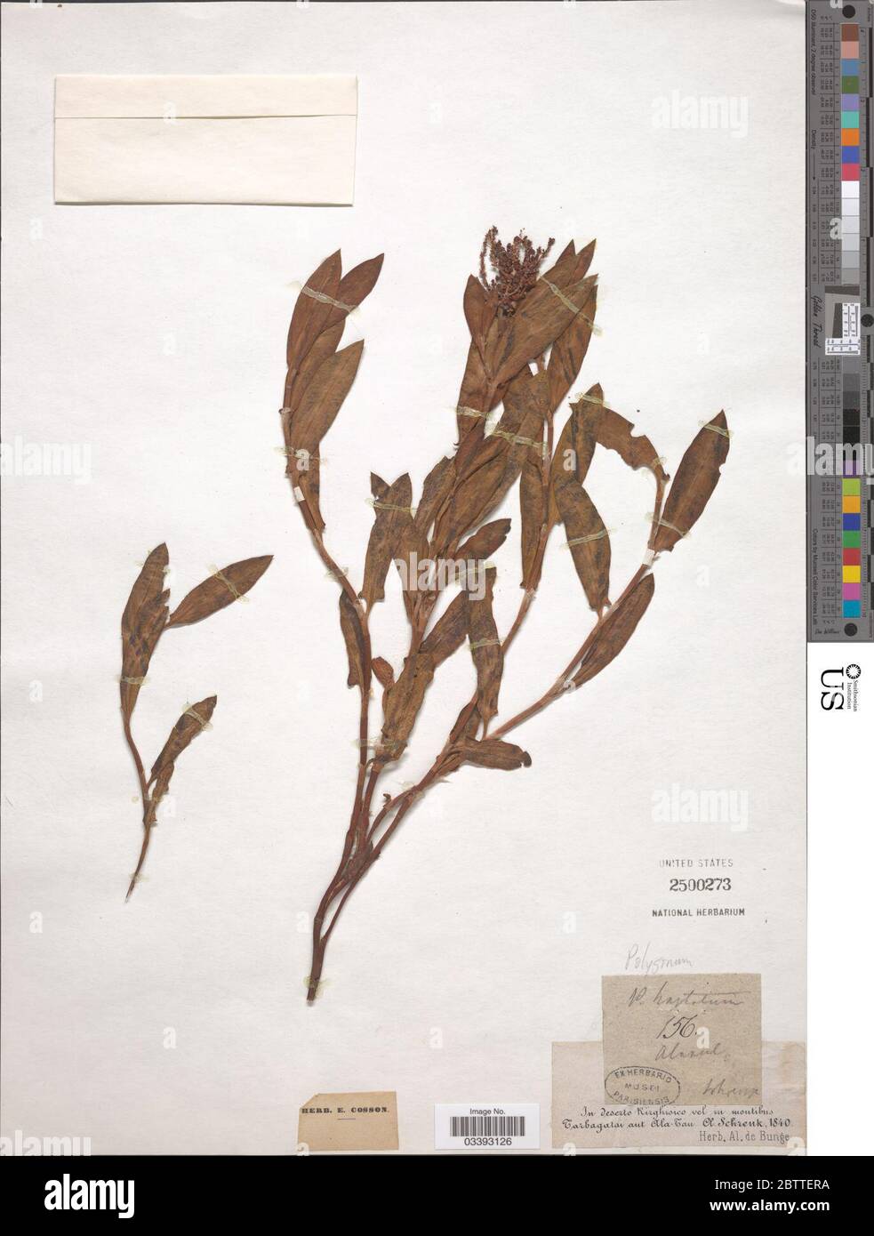 Polygonum sp hi-res stock photography and images - Alamy