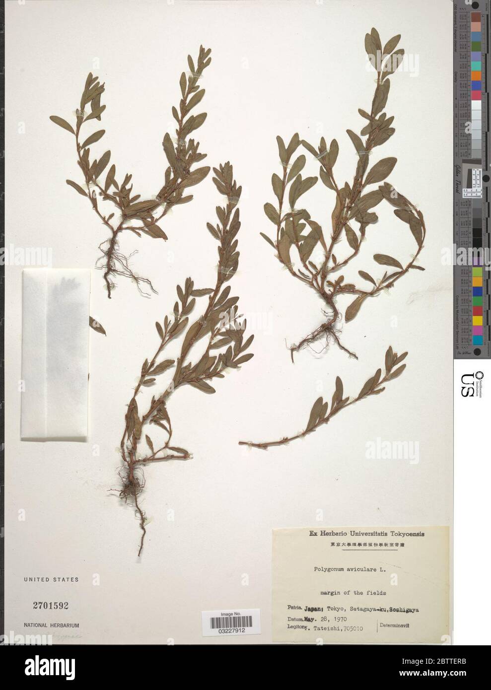 Polygonum aviculare L Stock Photo - Alamy