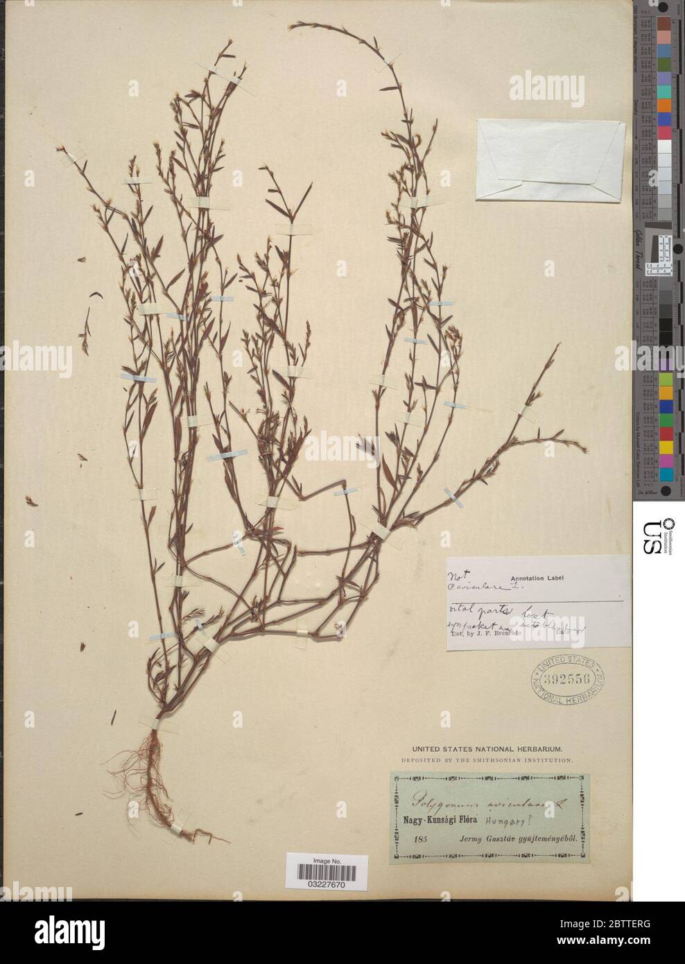 Polygonum sp hi-res stock photography and images - Alamy