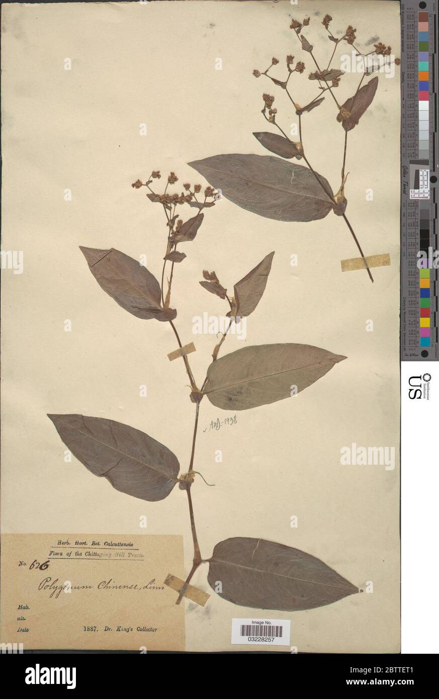 Polygonum chinense L Stock Photo - Alamy