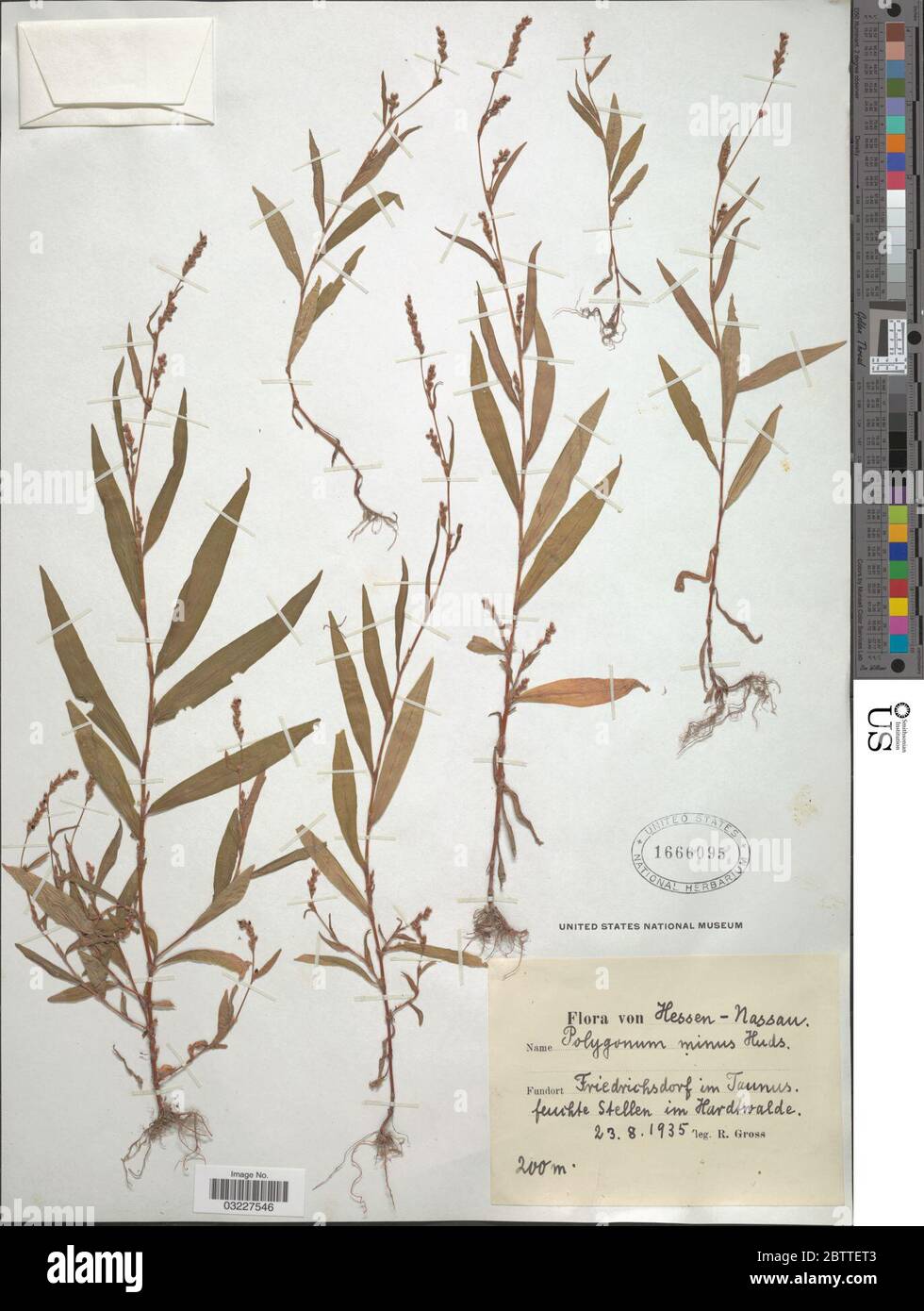 Polygonum minus Huds Stock Photo - Alamy