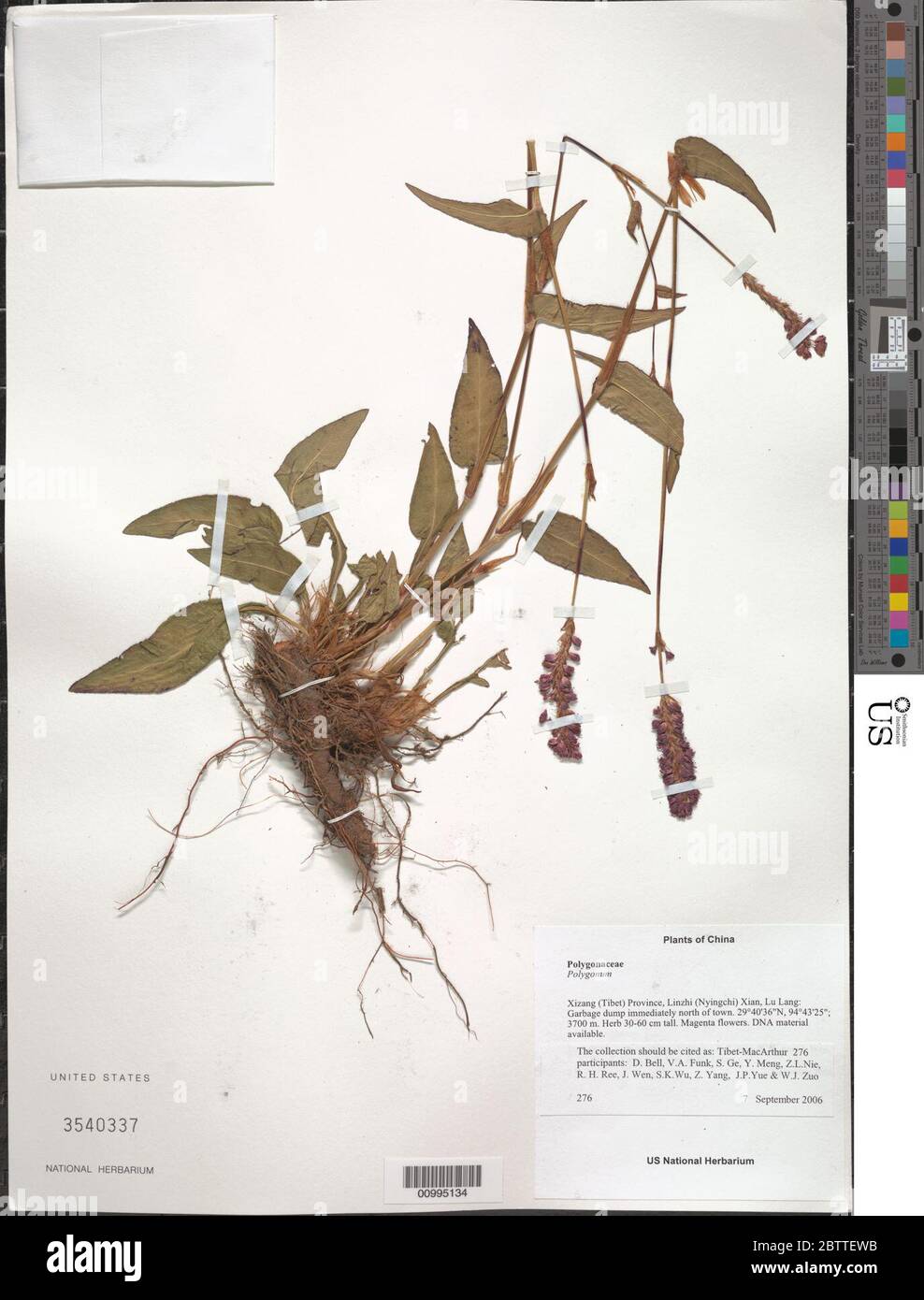 Polygonum Sp High Resolution Stock Photography and Images - Alamy