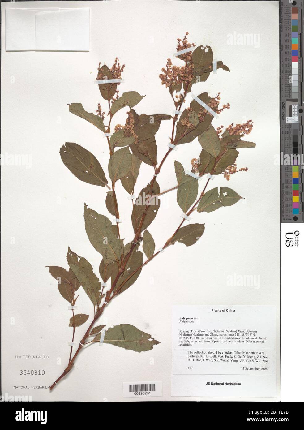 Polygonum sp hi-res stock photography and images - Alamy