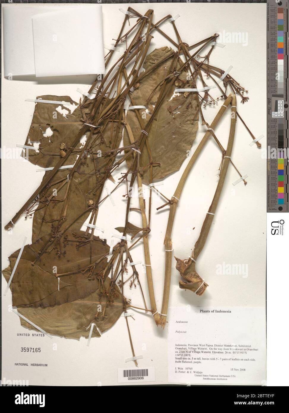 Polyscias High Resolution Stock Photography and Images - Alamy