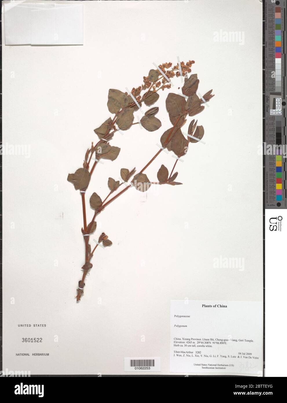 Polygonum genus hi-res stock photography and images - Alamy