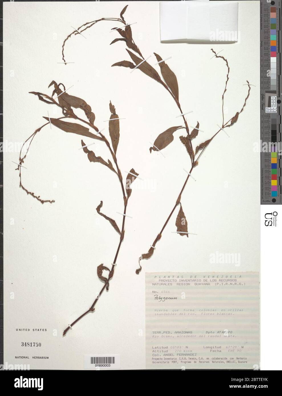 Polygonum sp hi-res stock photography and images - Alamy