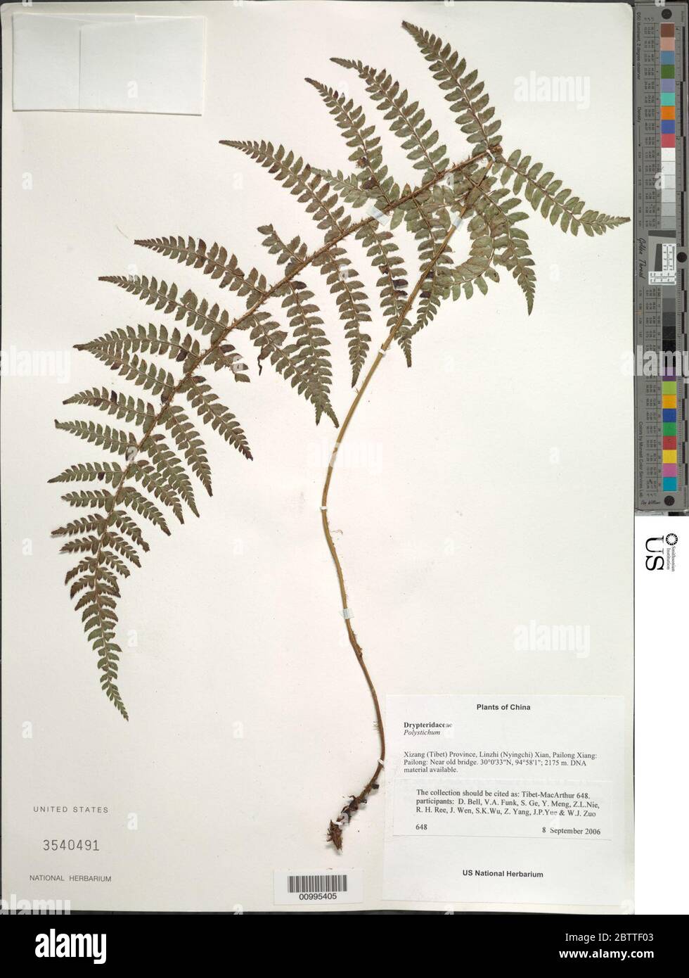 Polystichum sp hi-res stock photography and images - Alamy