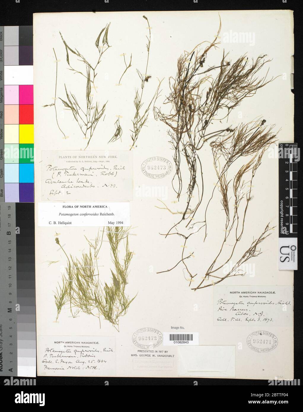 Confervoides hi-res stock photography and images - Alamy