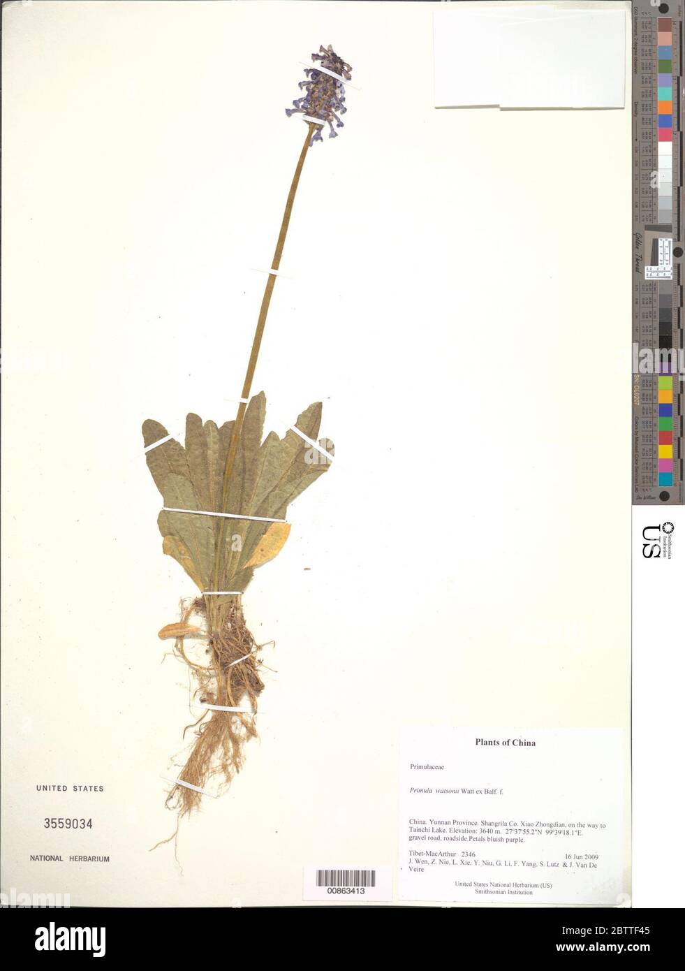 Primula watsonii Watt ex Balf f Stock Photo - Alamy