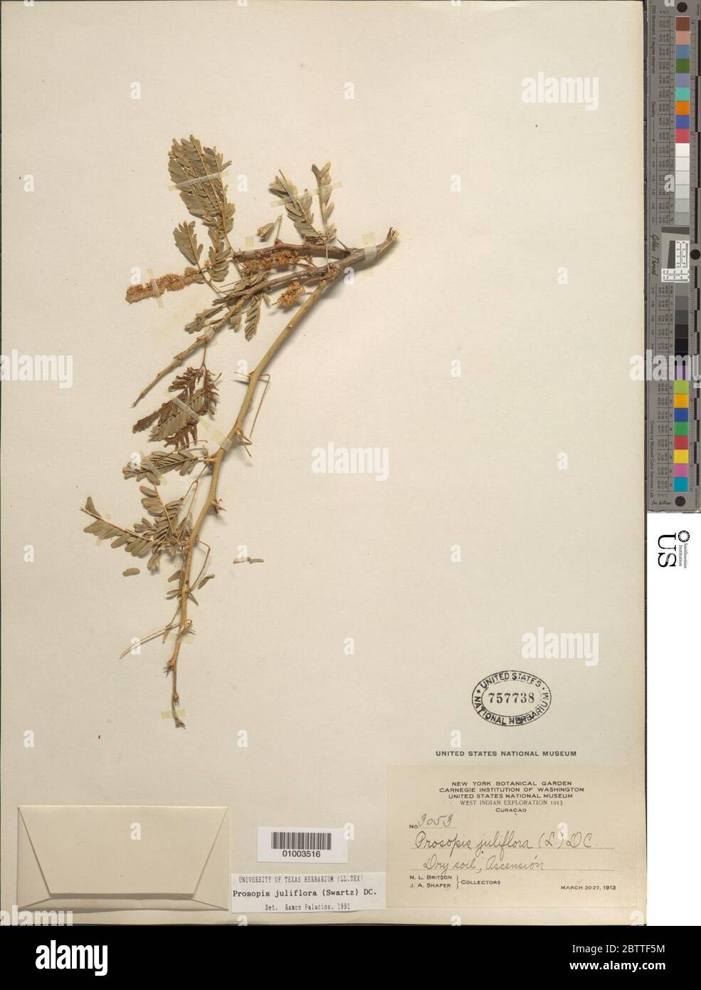 Prosopis juliflora Sw DC Stock Photo - Alamy