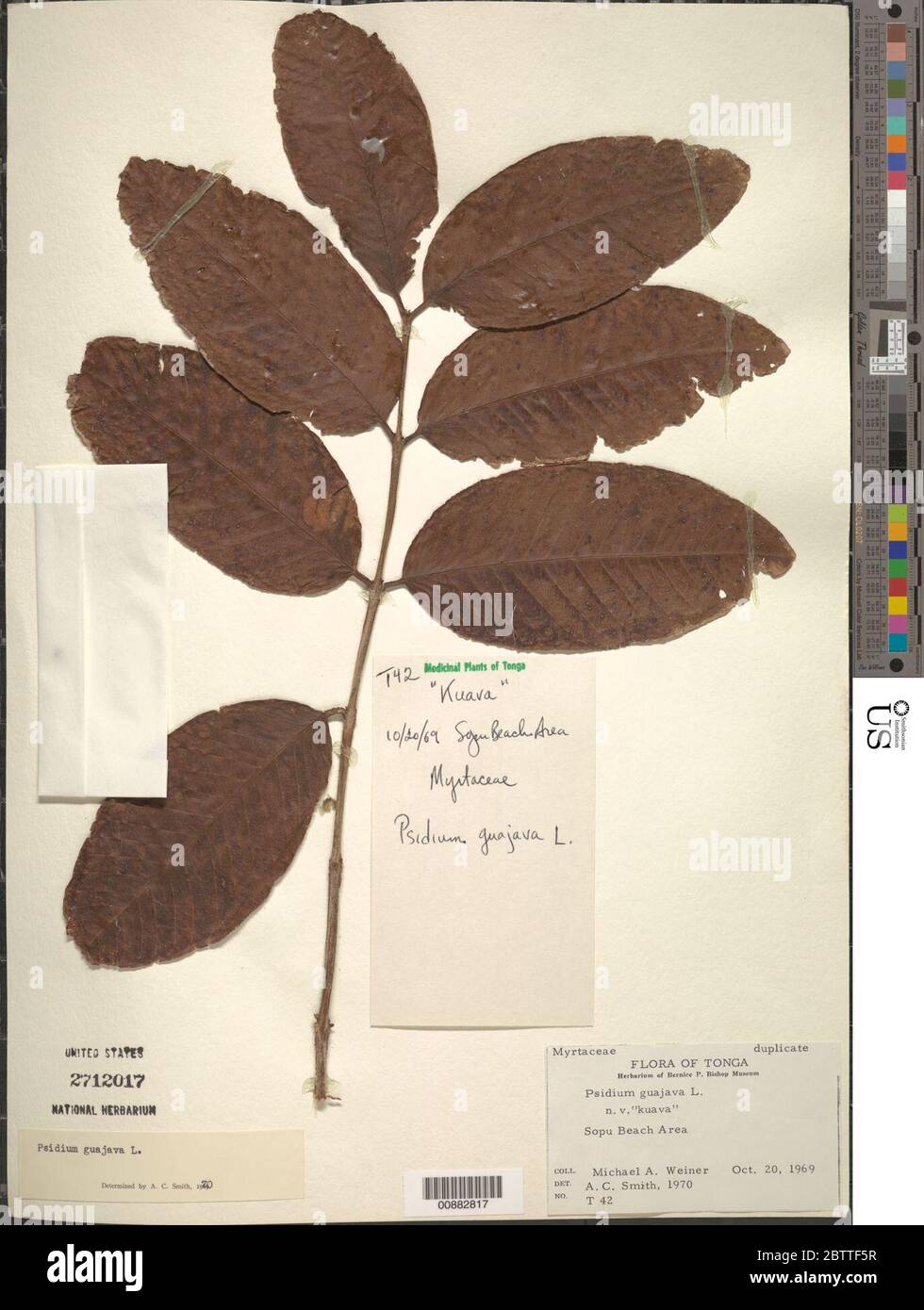 Psidium guajava l hi-res stock photography and images - Alamy